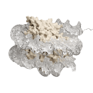 NOVOS Core | A Novel Anti-Aging Supplement