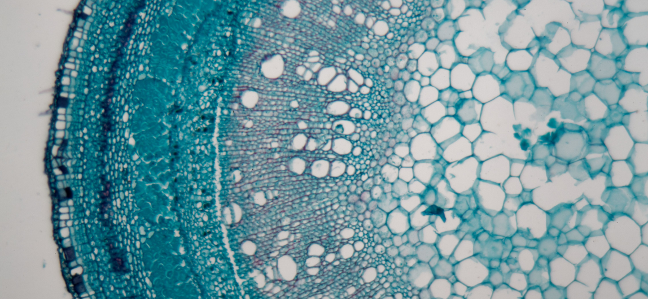 Can Epigenetic Reprogramming Rejuvenate Cells & Extend Lifespan?